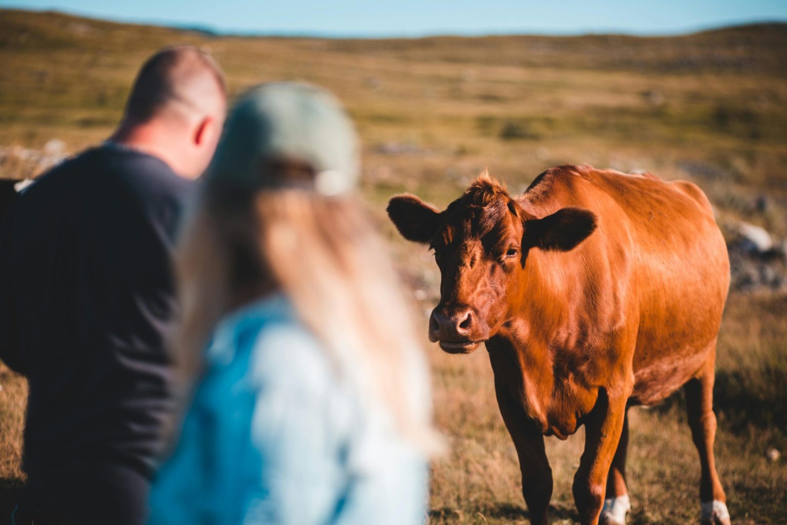 What Happens If You Hit a Cow With Your Car: Legal & Safety Guide