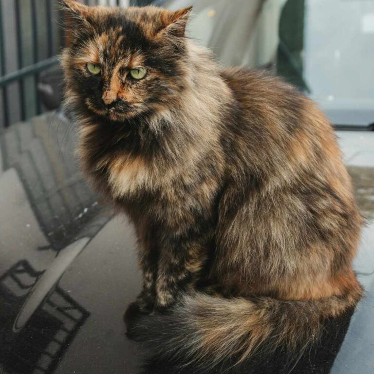 How to Fix Cat Scratches on Your Car